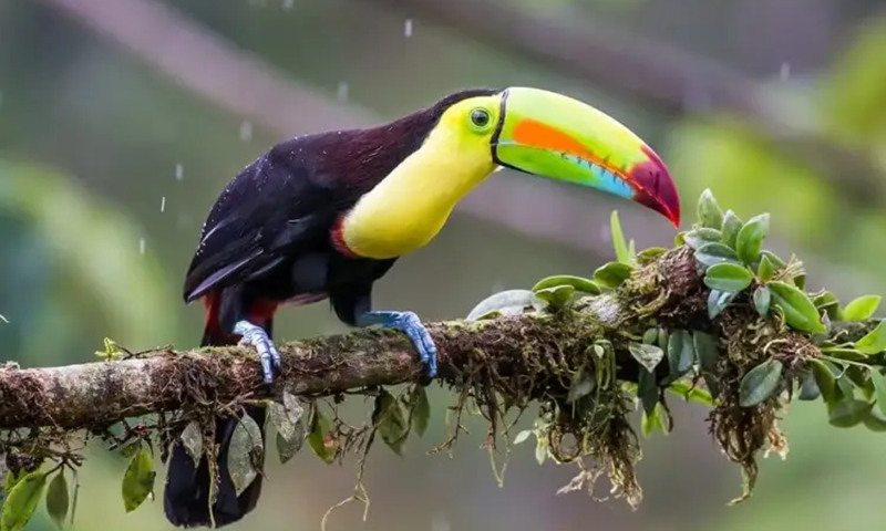 Meeting The Toucans of Arenal Rainforest | Who They Are, and How to See Them!